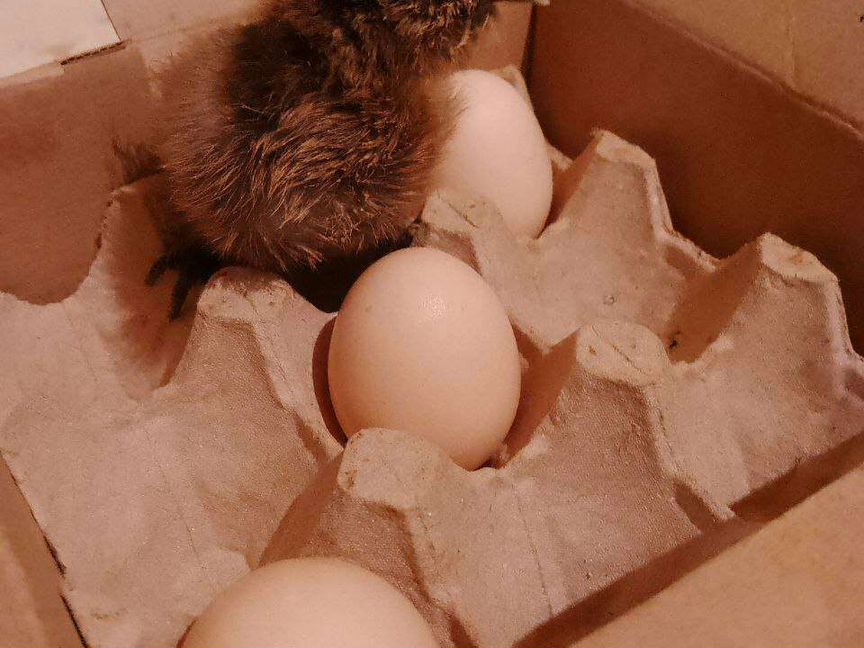 Инкубационное яйцо китайской шёлковой