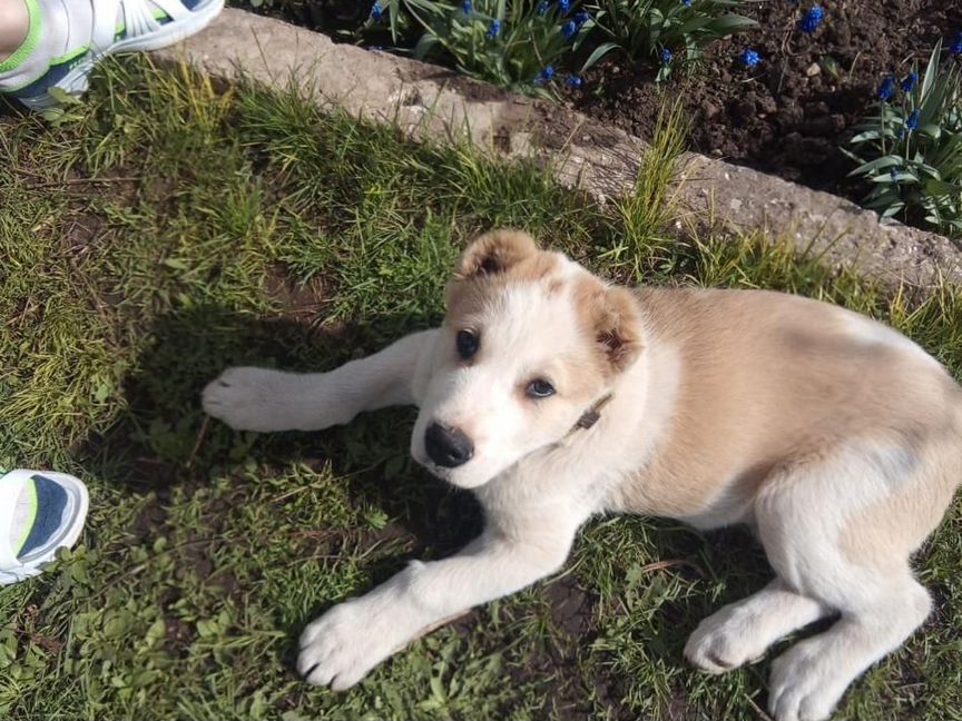 Среднеазиатская овчарка 'Алабай'