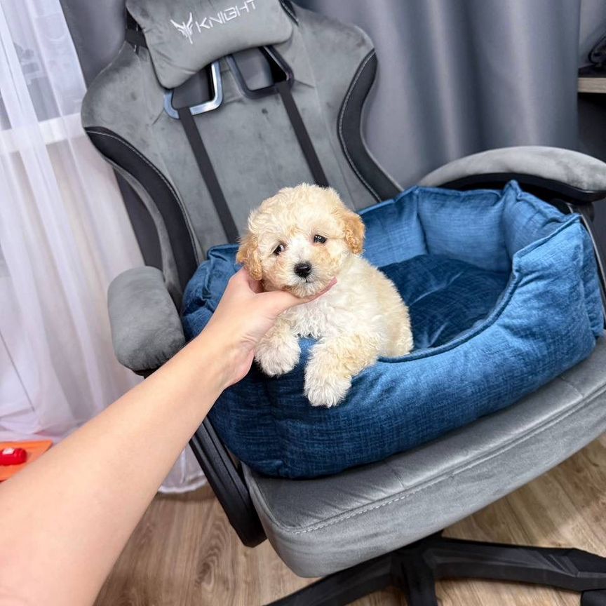 Мальтипу, щенок