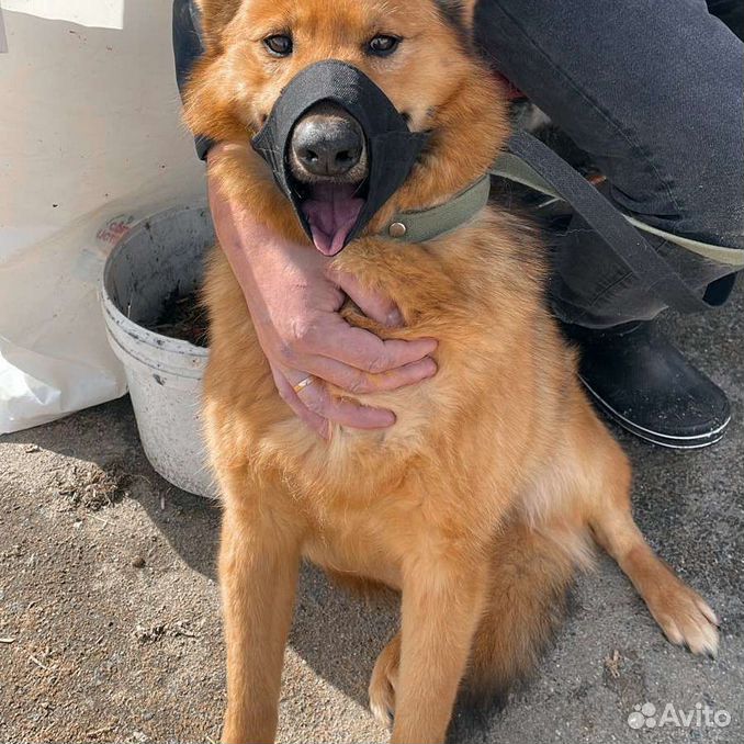 Лисенку плохо в приюте