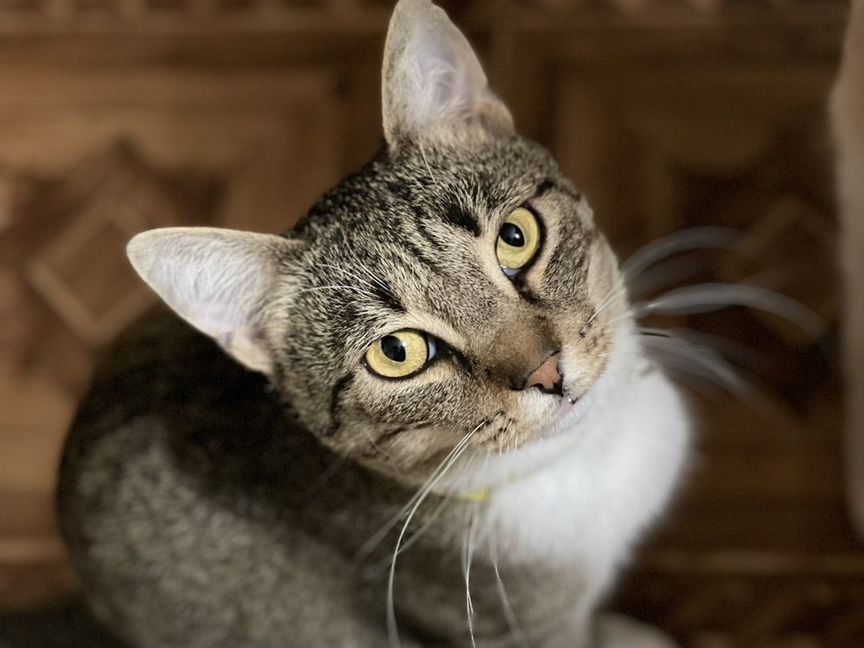 Потерялся кот