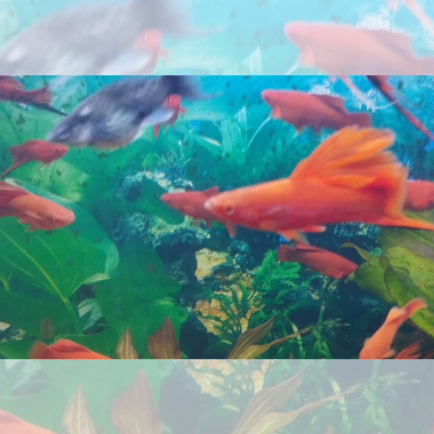 Меченосец красный и тигровый