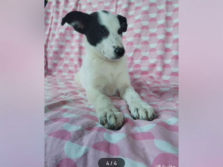 Собака в добрые руки щенок