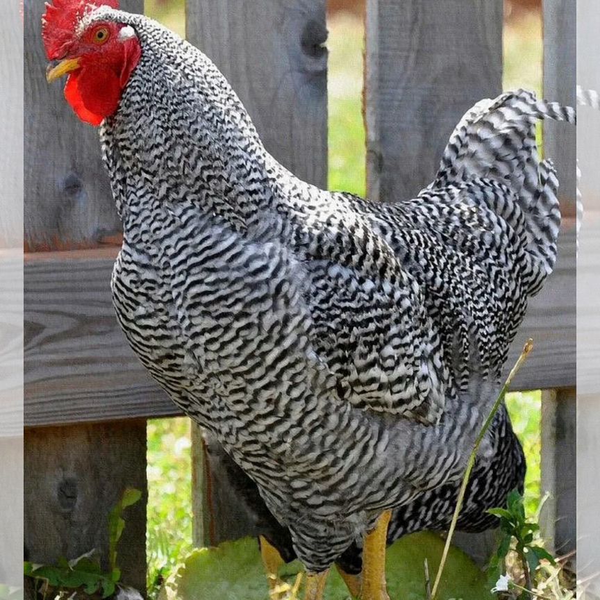 Петухи домашние