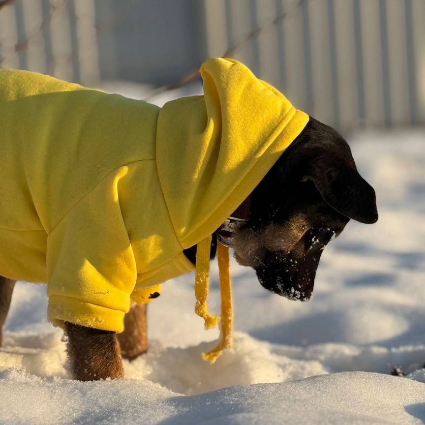 Щенок в добрые руки
