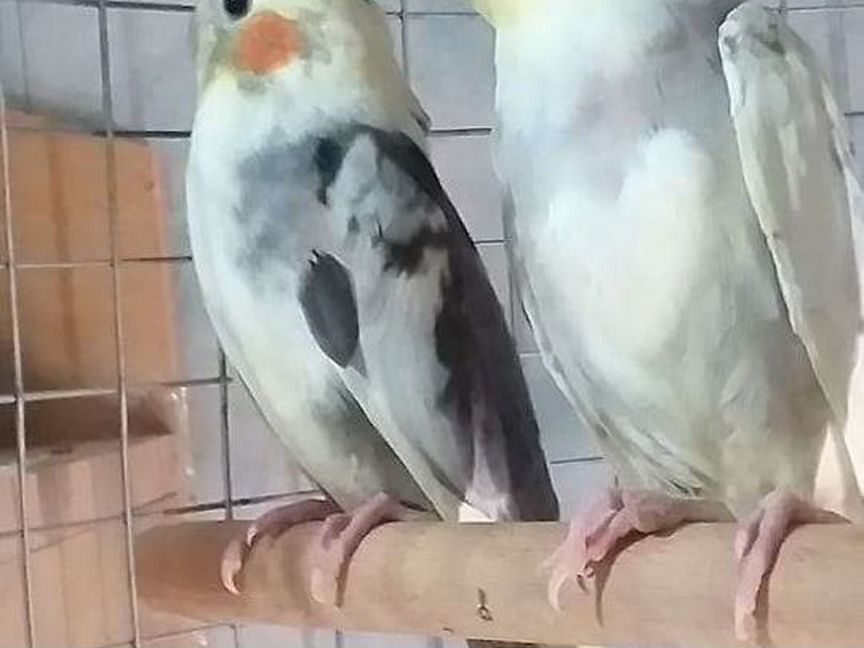 Попугай карелла