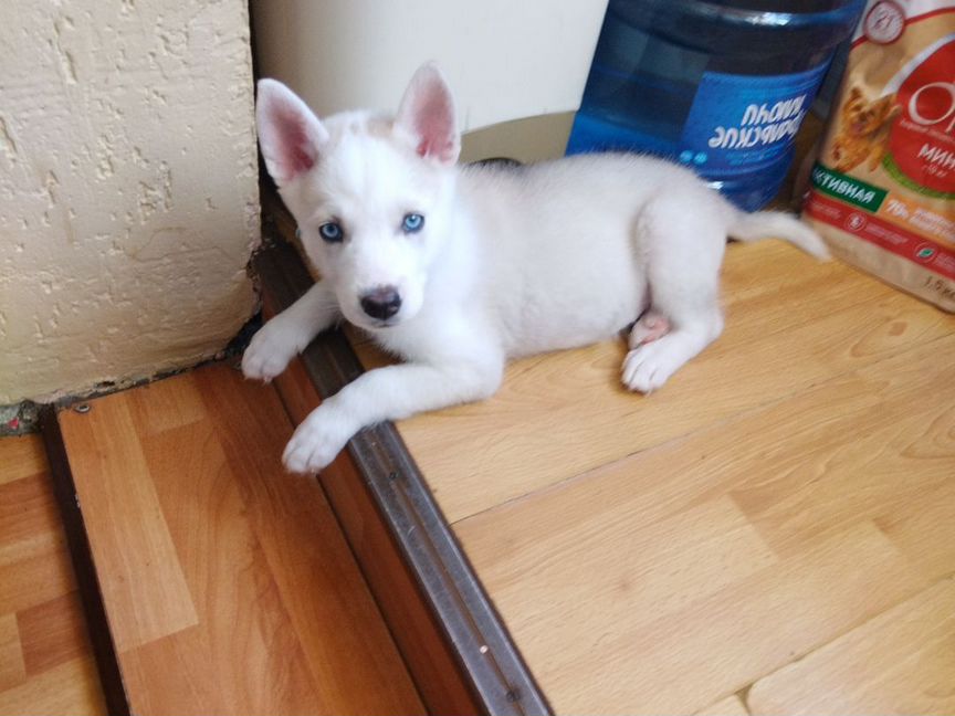 Щенки сибирской хаски мальчик
