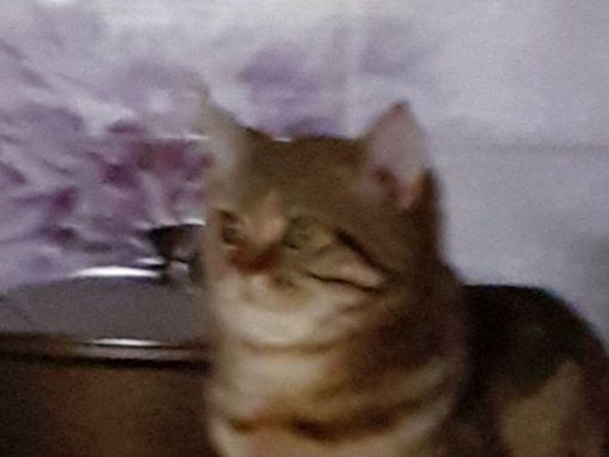 Шотланка прямоухая 1.9 мес