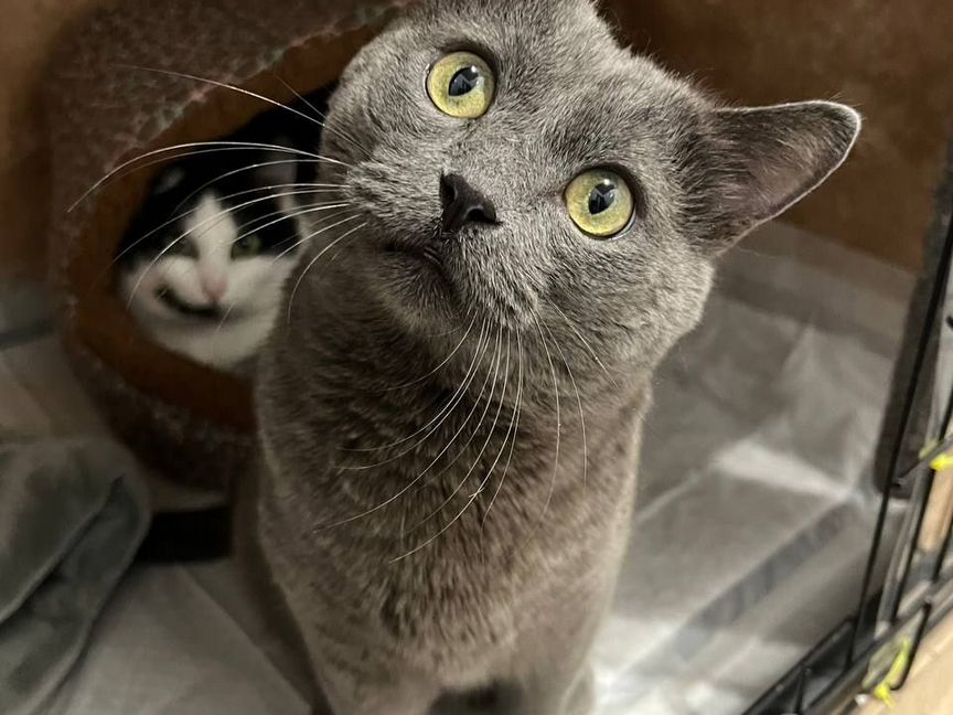 Русская голубая котик