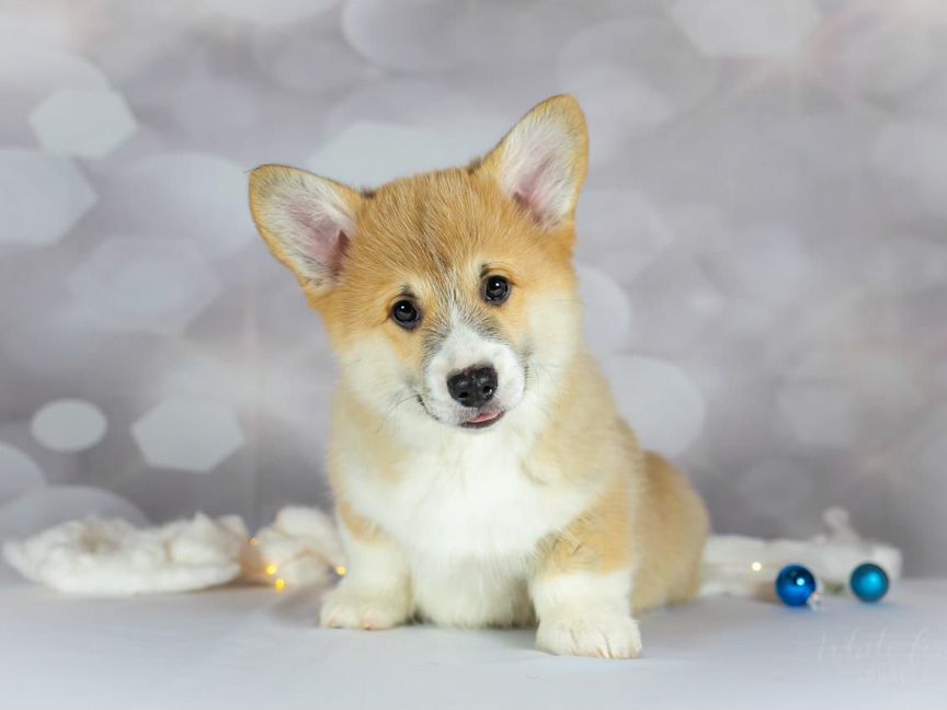 Вельш-корги пемброк и Кардиган