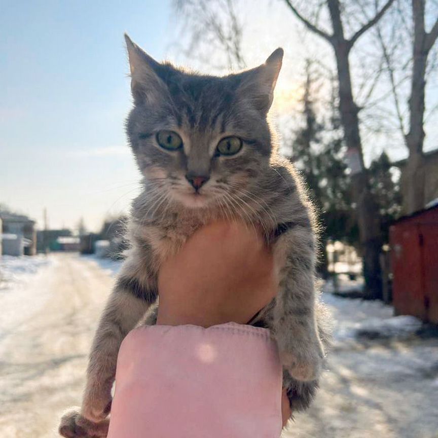 Серый котёнок ищет новый дом