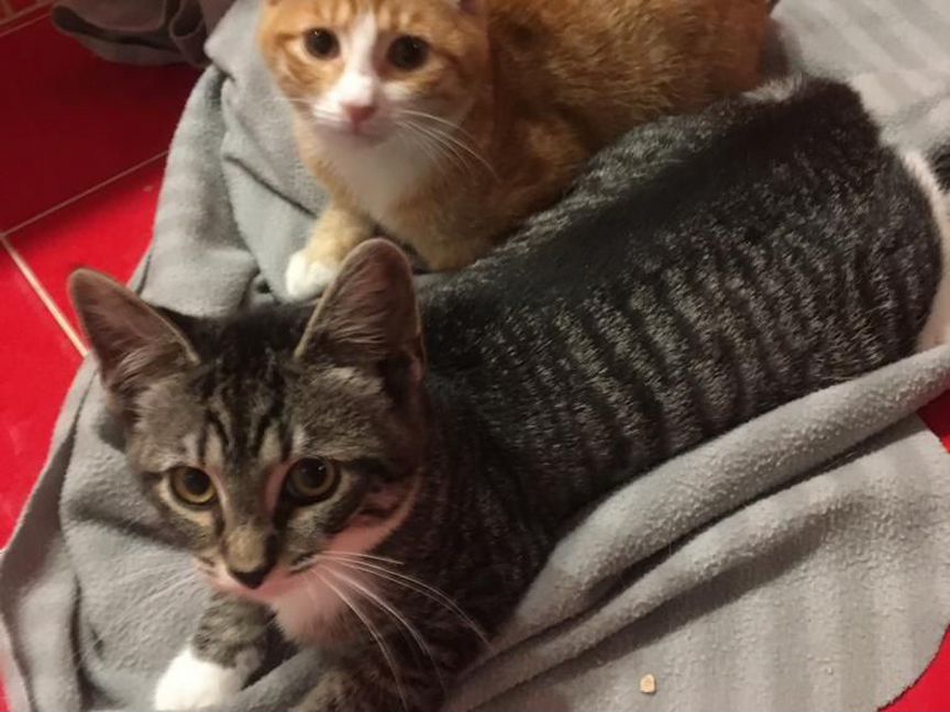 Котёнок ищет дом