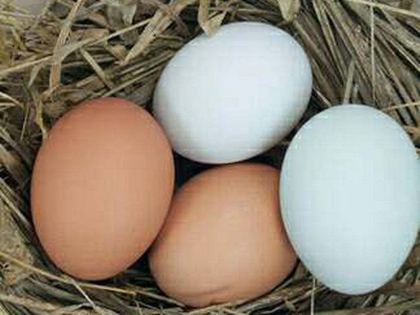 Инкубационное яйцо