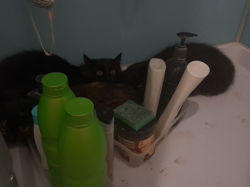 Коты бесплатно