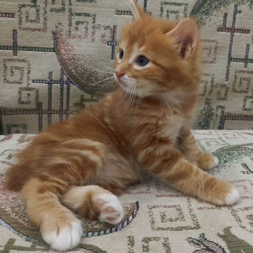 Бронь котят курильский бобтейл
