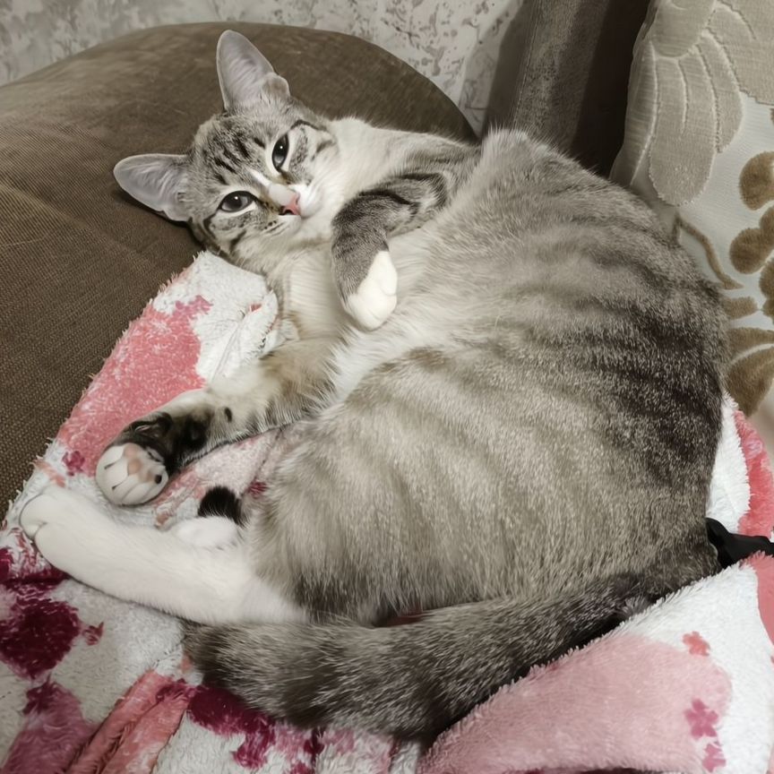 Взрослая кошка в добрые руки