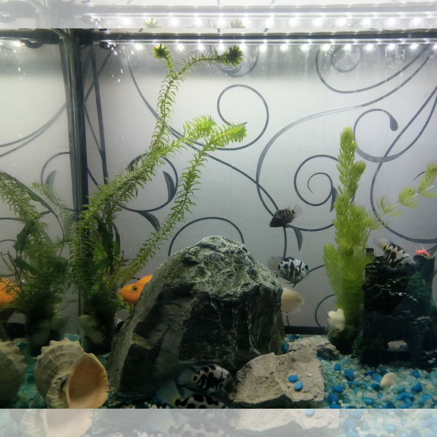 Водоросли для аквариума прополка