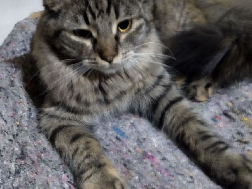 Кошка в дар бесплатно