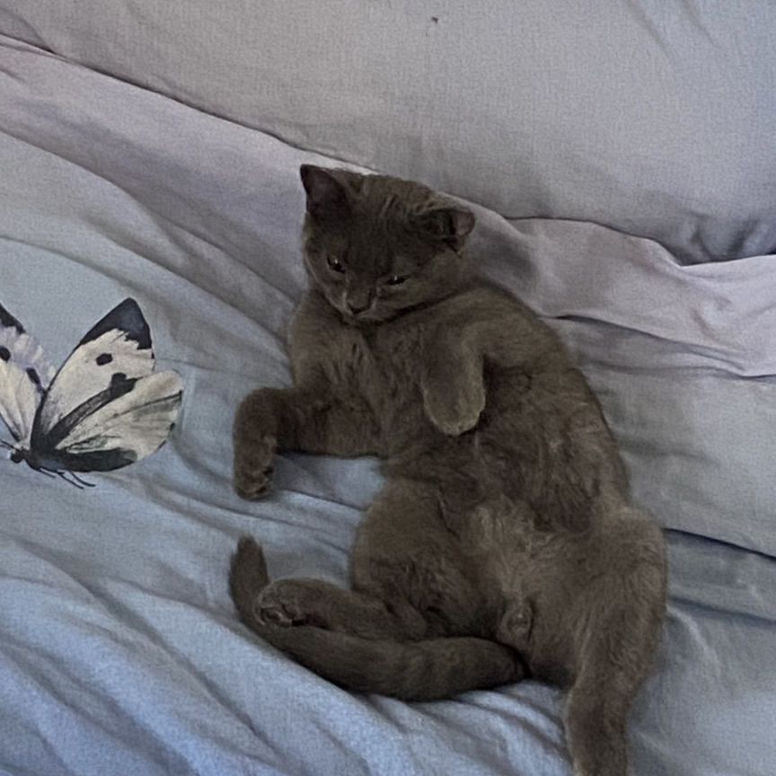 Британский короткошёрстный котёнок