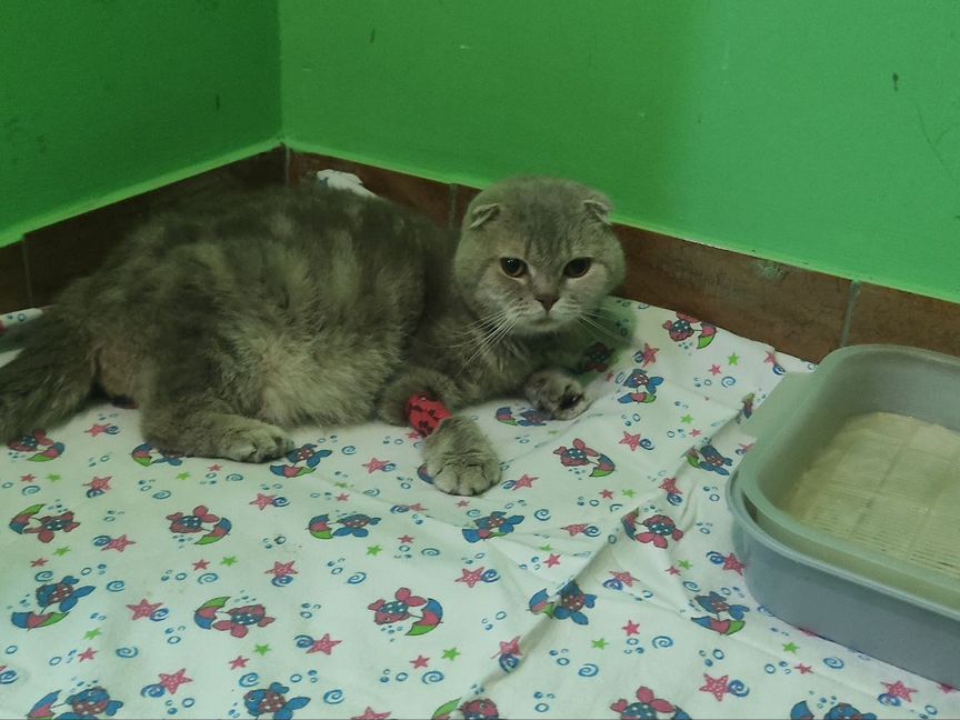 Котик Мусс ищет дом
