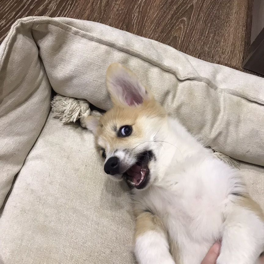 Щенки корги продам