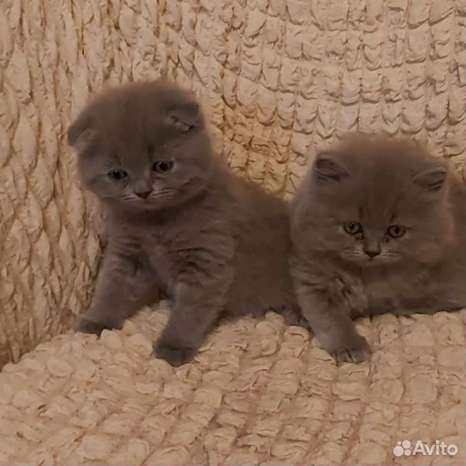 Шатланские котята