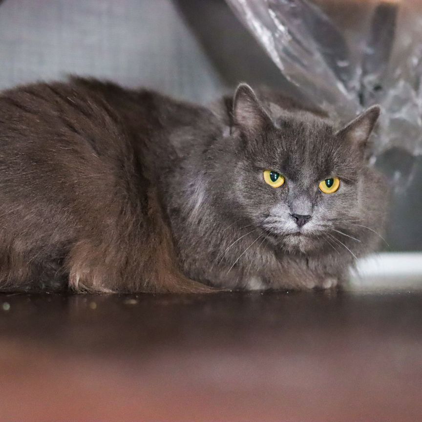 Амурчик шикарный котик