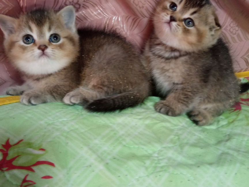 Шотландские золотые шиншиллы котята
