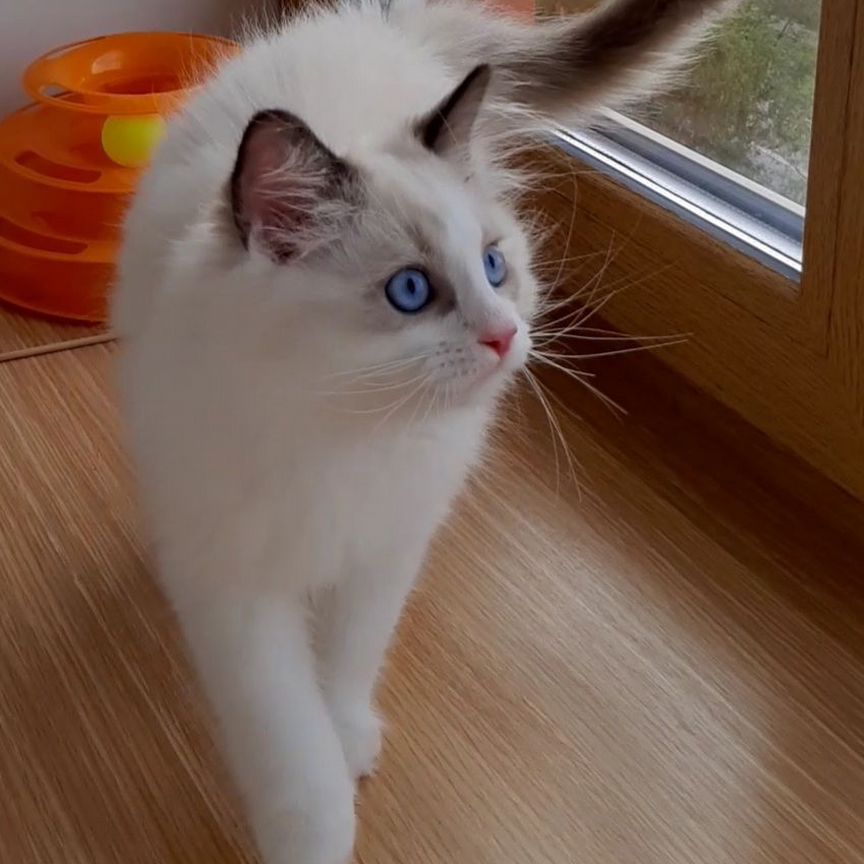 Котята рэгдолл