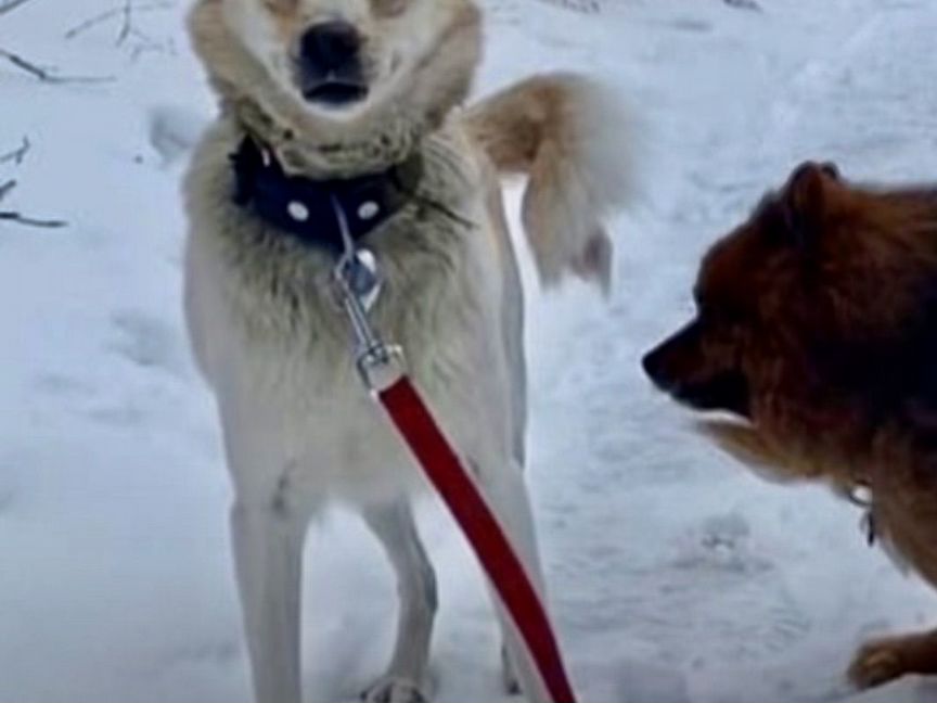 Шпиц в беде в добрые руки