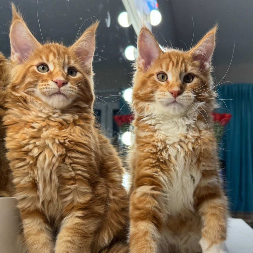 Котята мейкун