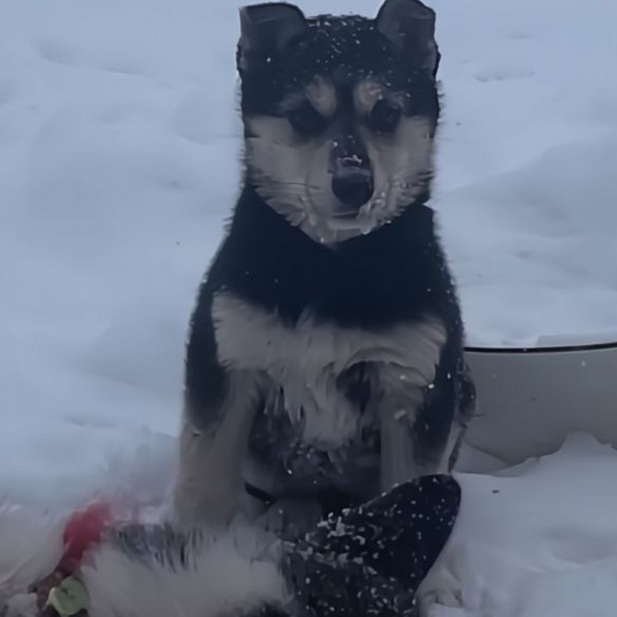 Аляскинский хаски, щенок