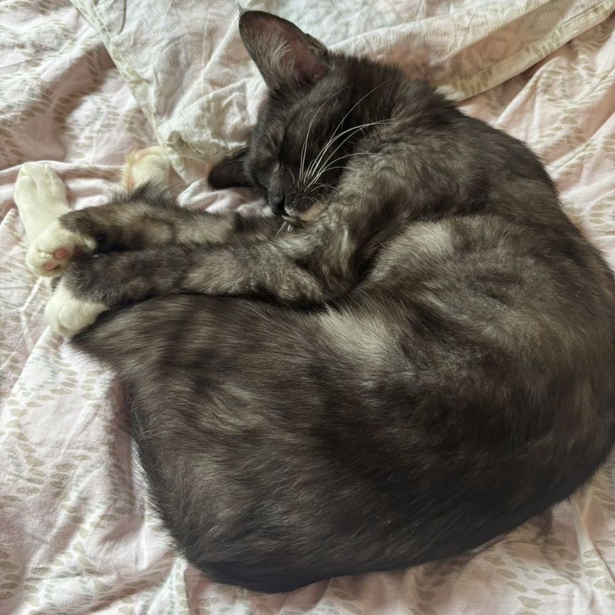 В добрые руки