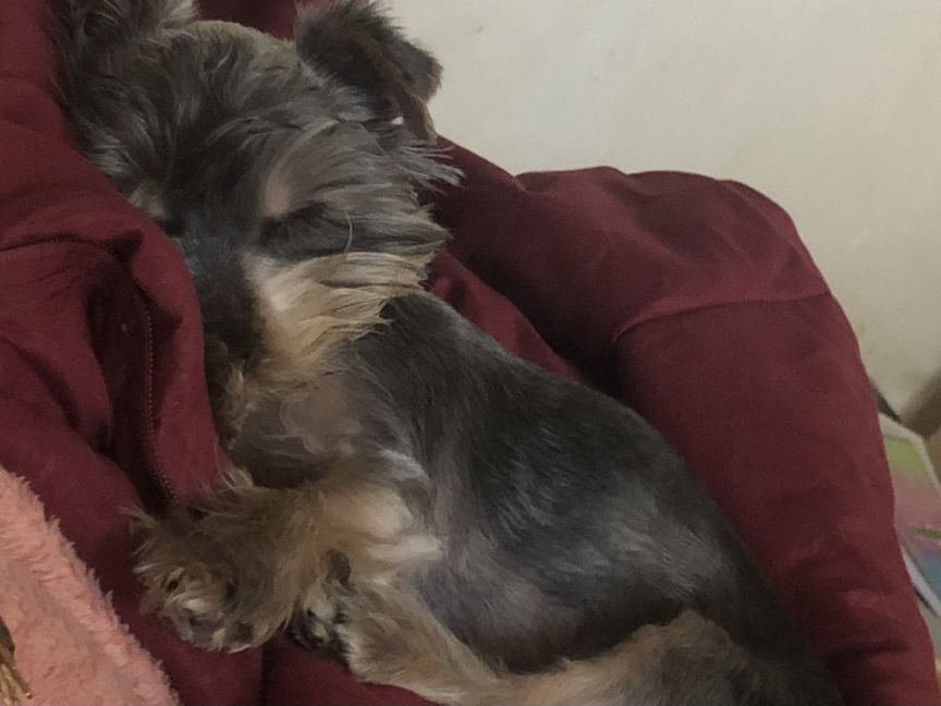 Йоркширский терьер