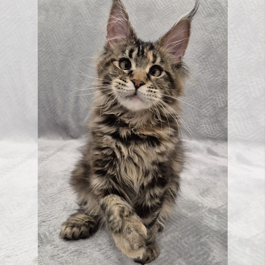 Мейн-кун котёнок