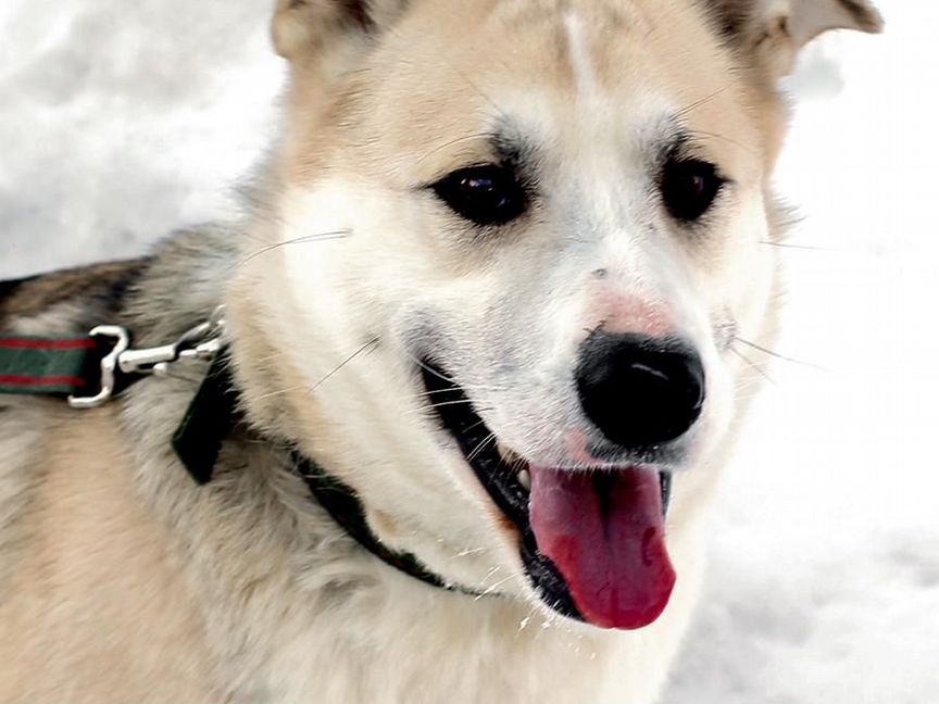 Пес спасенный от побоев