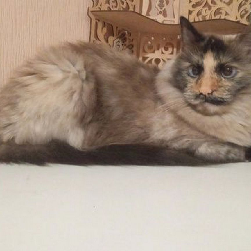 Кот грузин