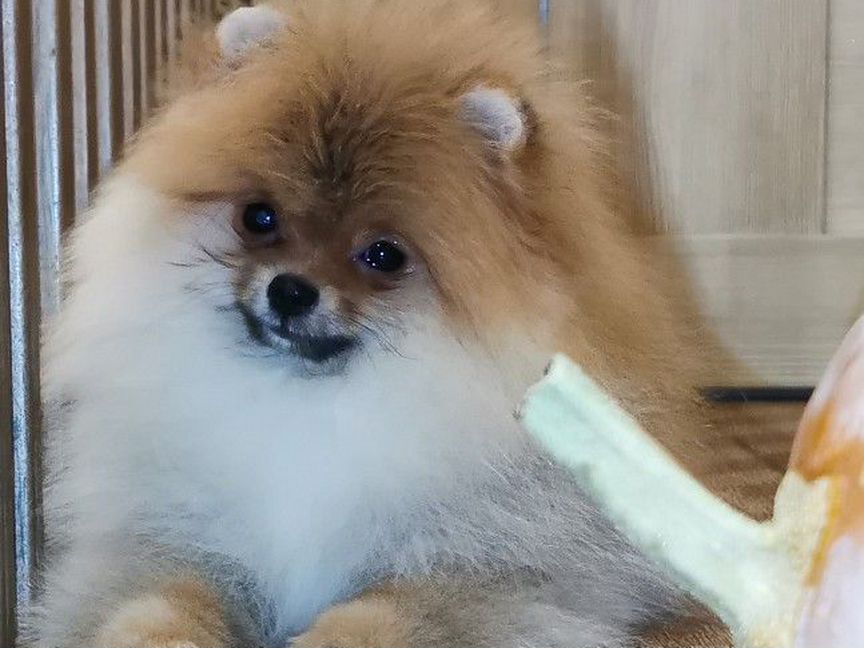 Шпиц