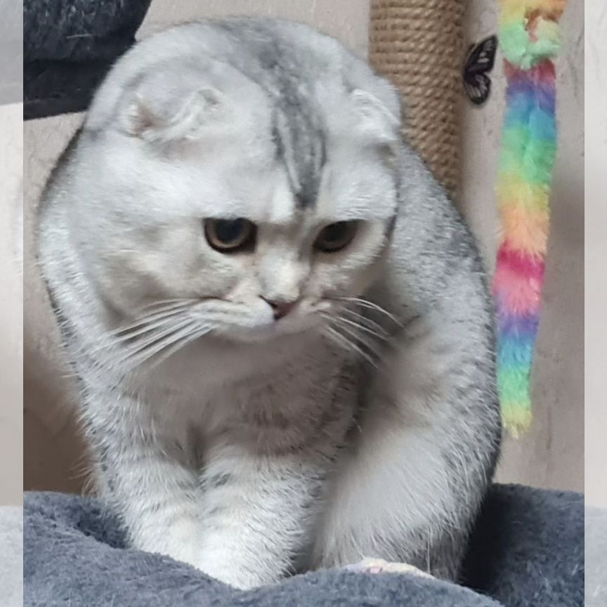 Шотландский вислоухий короткошёрстный, взрослый кот