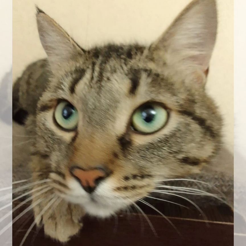 Взрослый кот в добрые руки