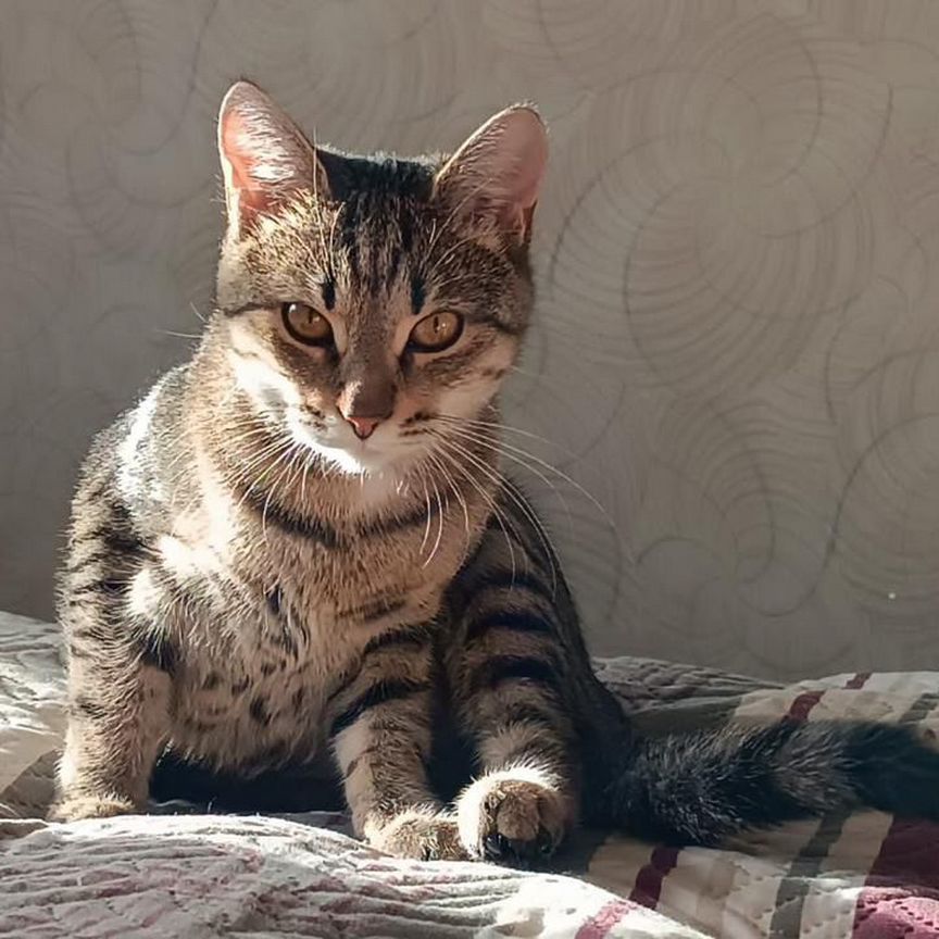 Молодая кошечка