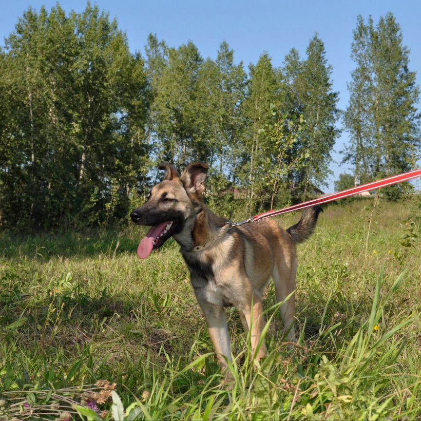 В добрые руки почти малинуа