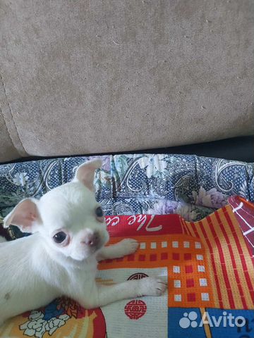 Щенки чихуахуа