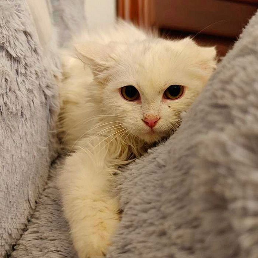 Белоснежная Яся ищет дом