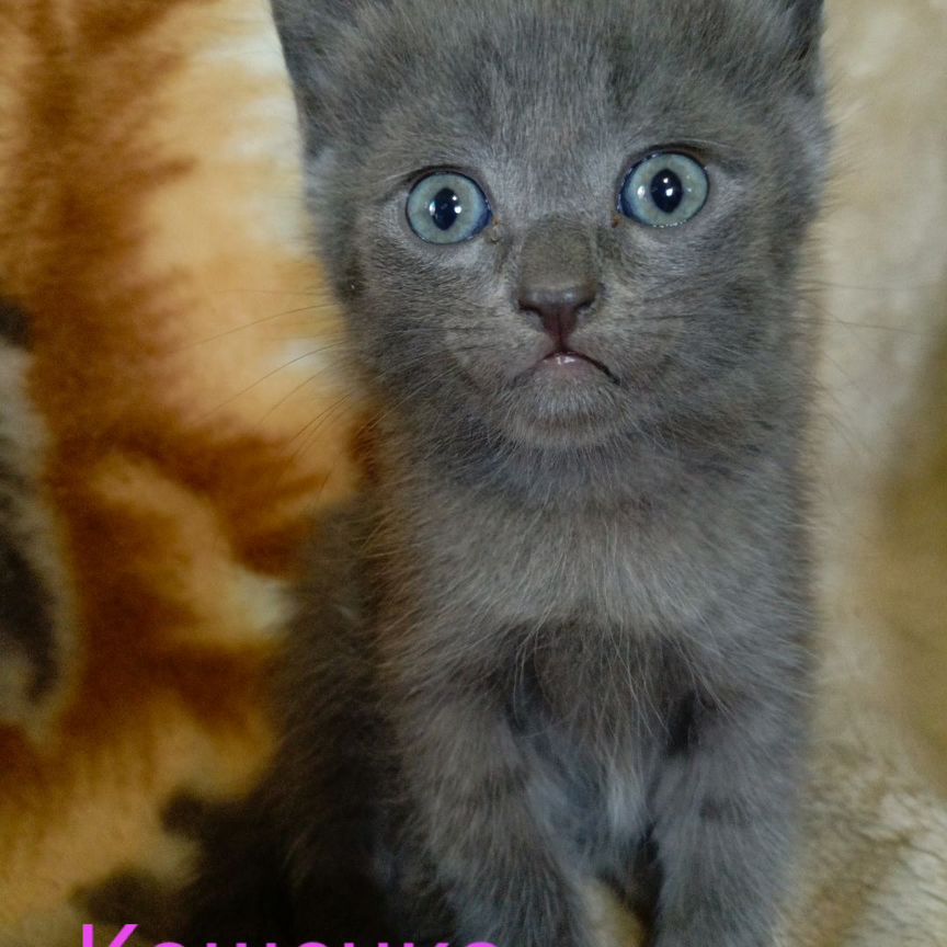 Котята в добрые руки бесплатно