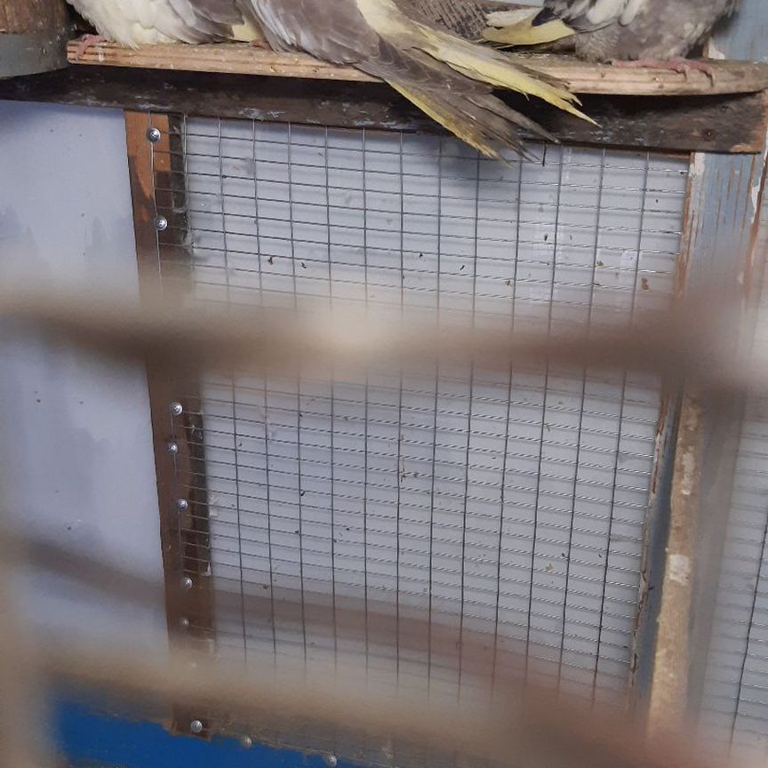 Молоденькие кореллы папугайчики