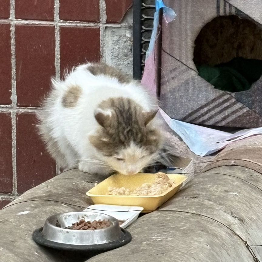 Котёнок в добрые руки