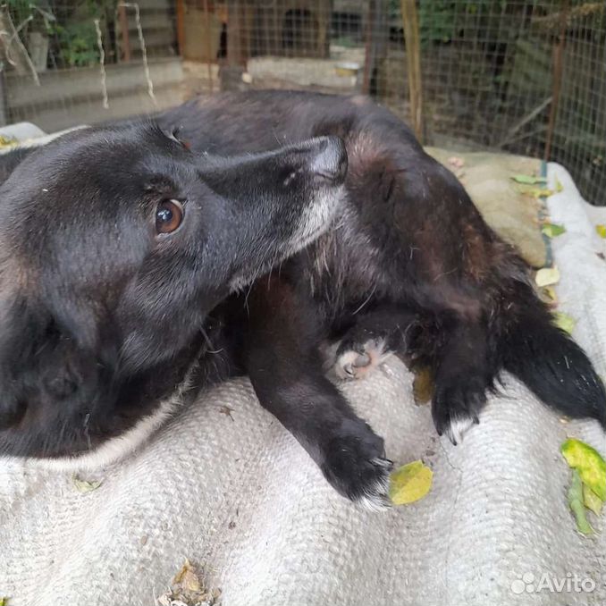 Не большая собачка живёт в приюте