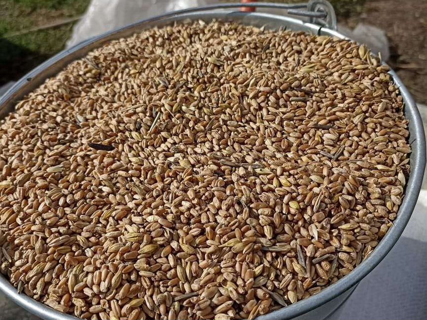 Зерноотход пшеницы