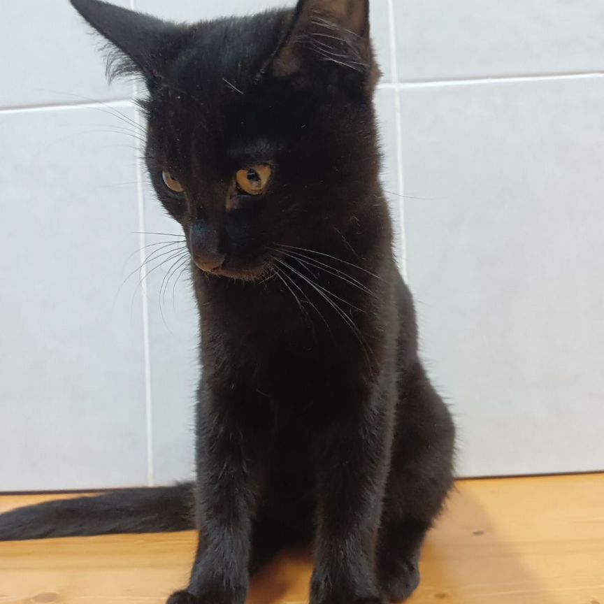 Черный котенок в добрые руки
